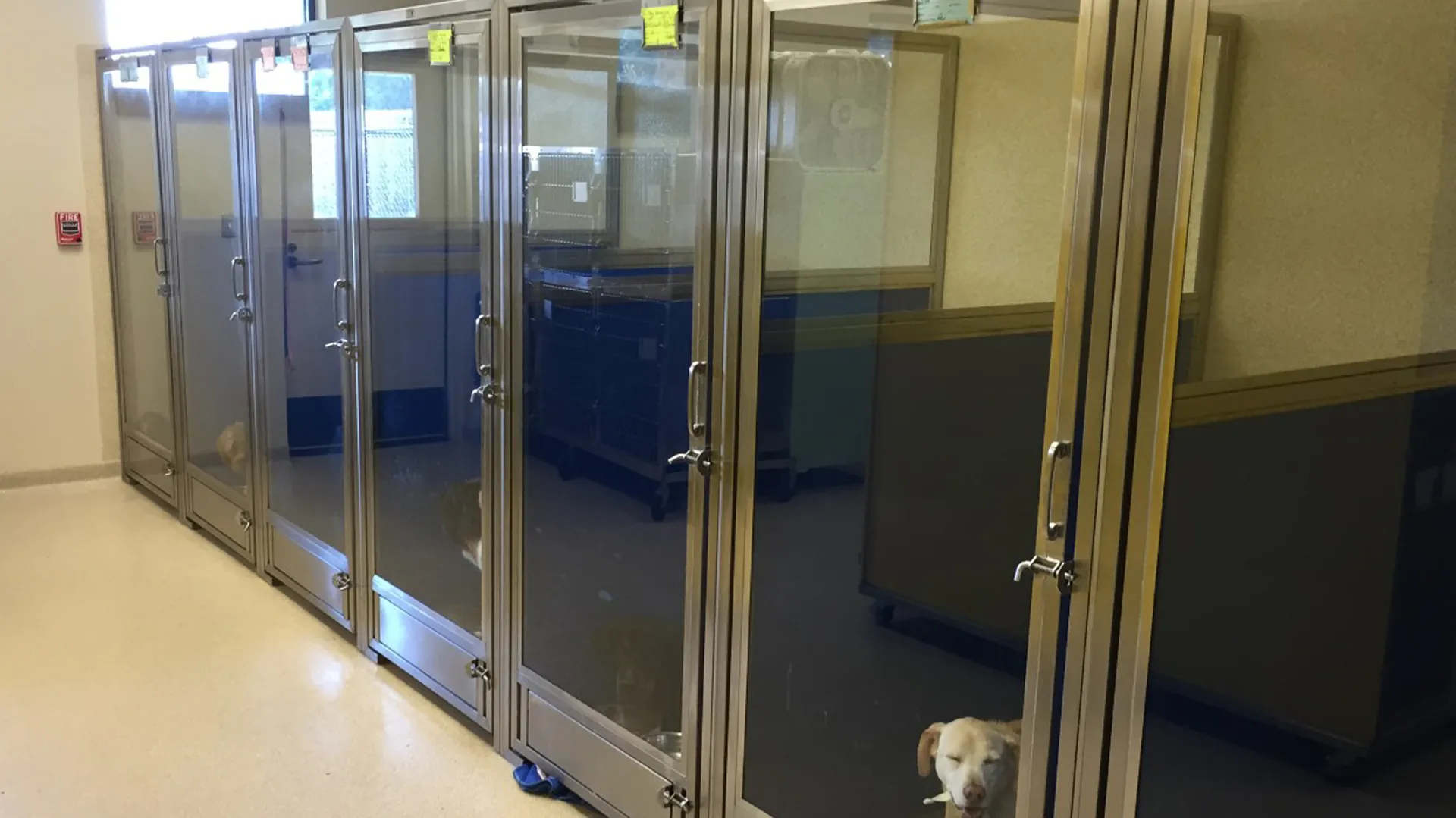 MyK9 Daycare Grooming Boarding Training